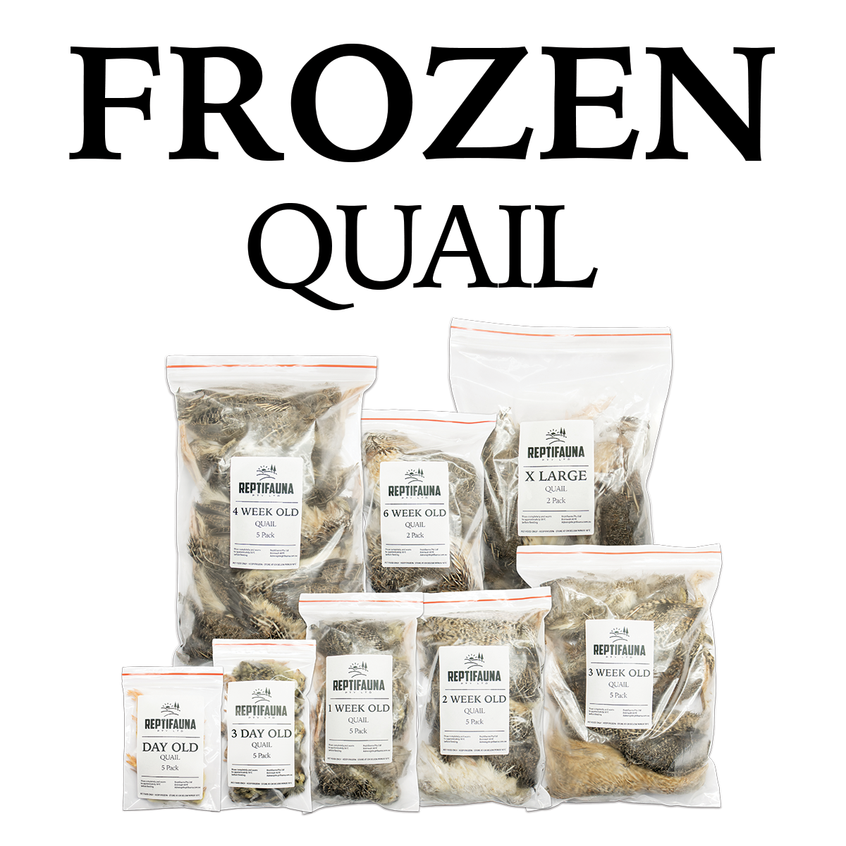 Frozen Quail – Reptifauna