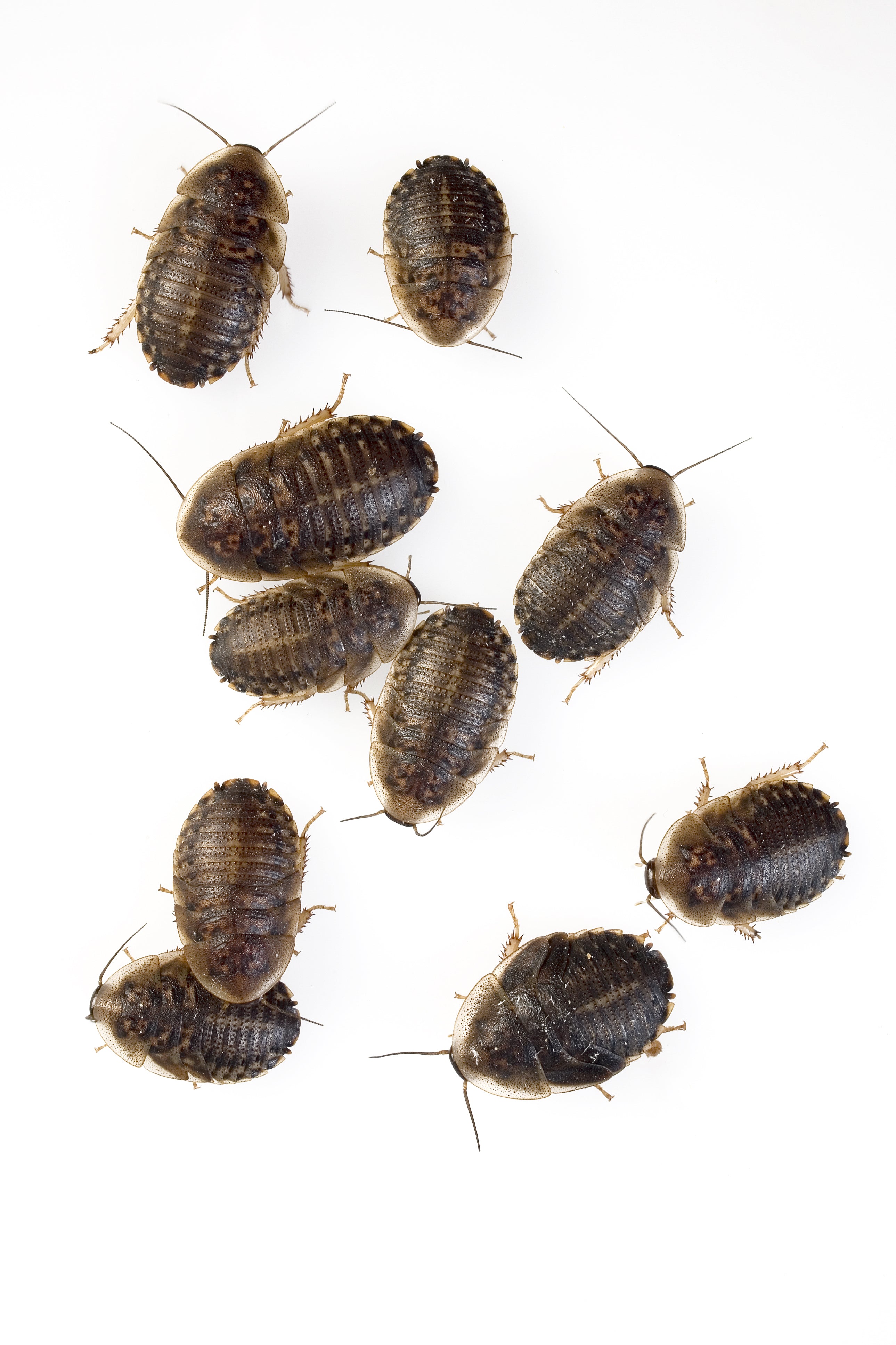 Dubia Roaches – Reptifauna