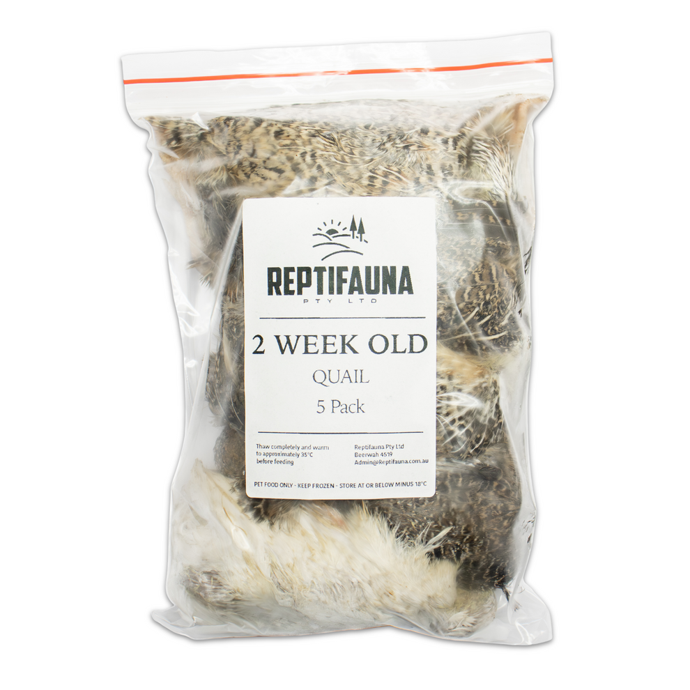 Frozen Quail: 2 Week Old – Reptifauna