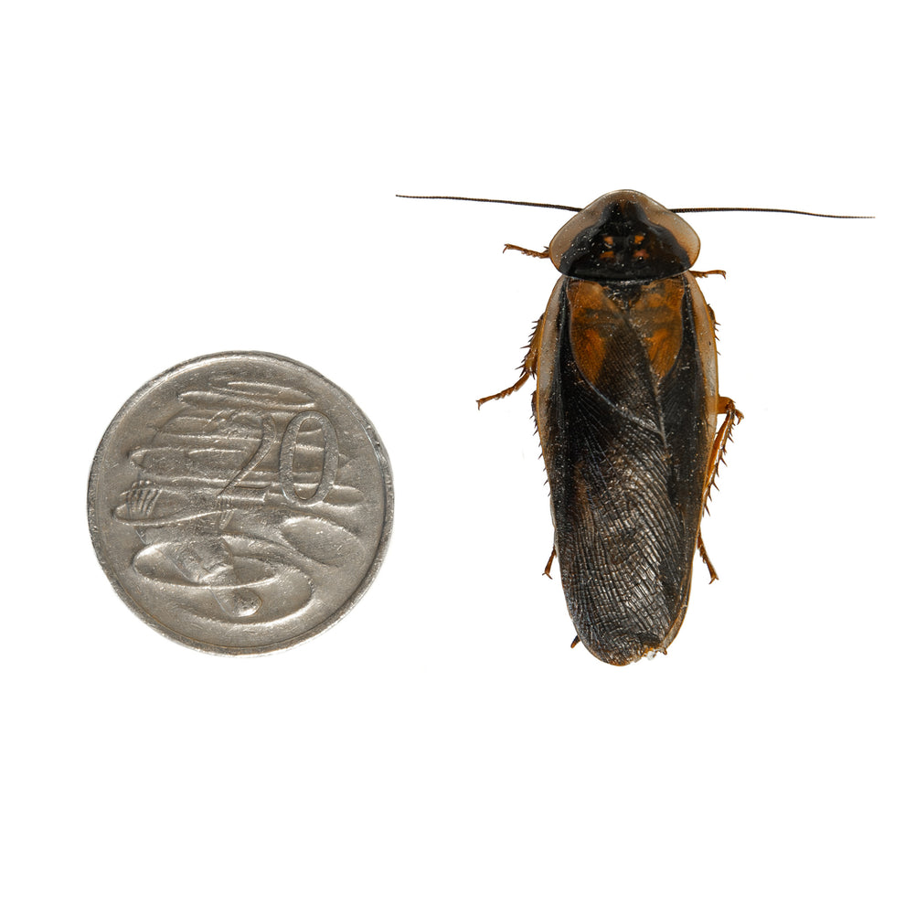 Adult Male Dubia – Reptifauna