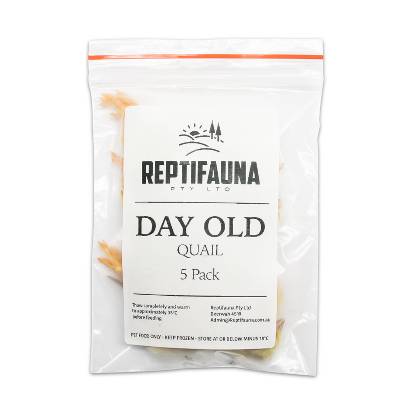 Frozen Quail: Day Old – Reptifauna