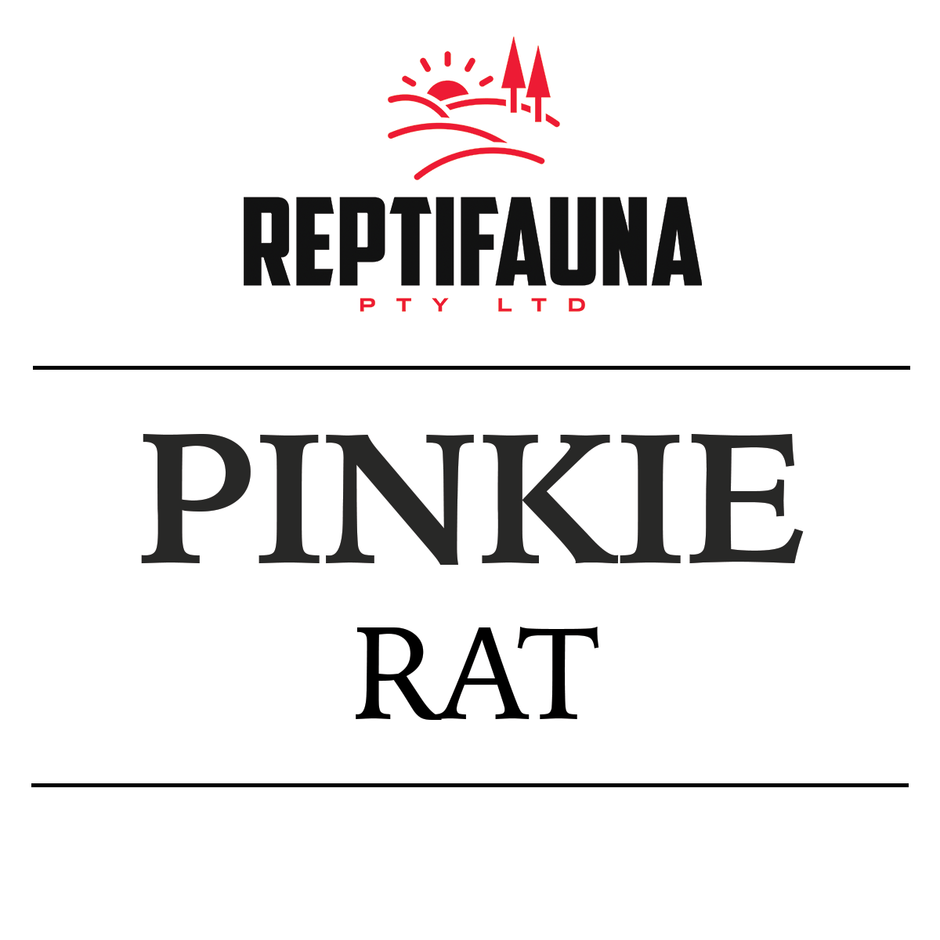 Frozen Rats – Reptifauna