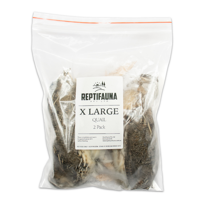 Frozen Quail: X Large – Reptifauna