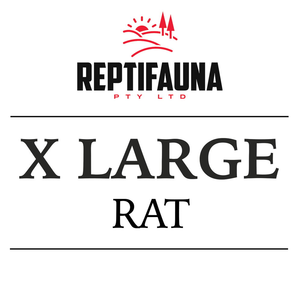 Frozen Rats: X Large – Reptifauna
